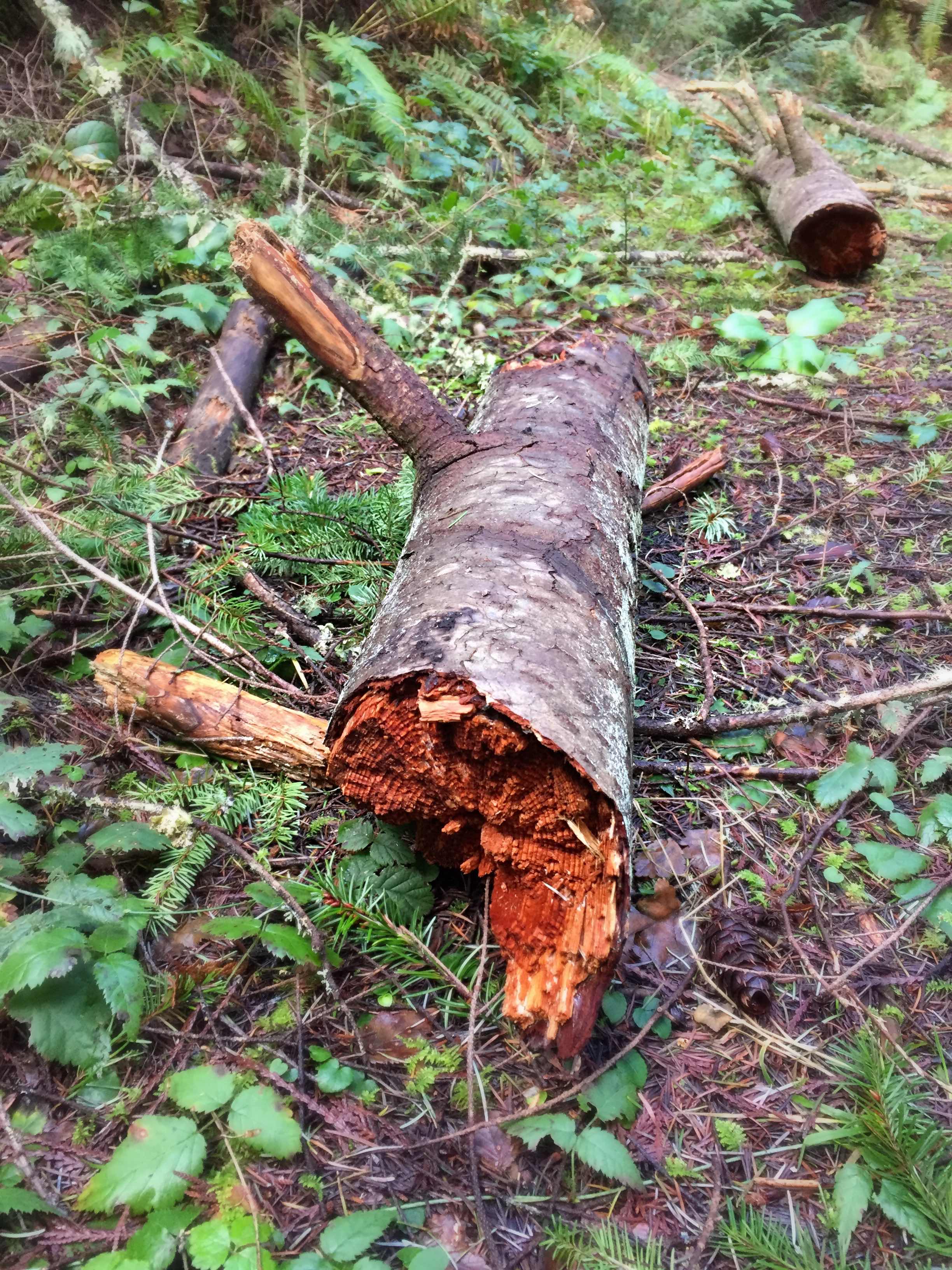 A Wood-Foraging Workout | Pioneering The Simple Life