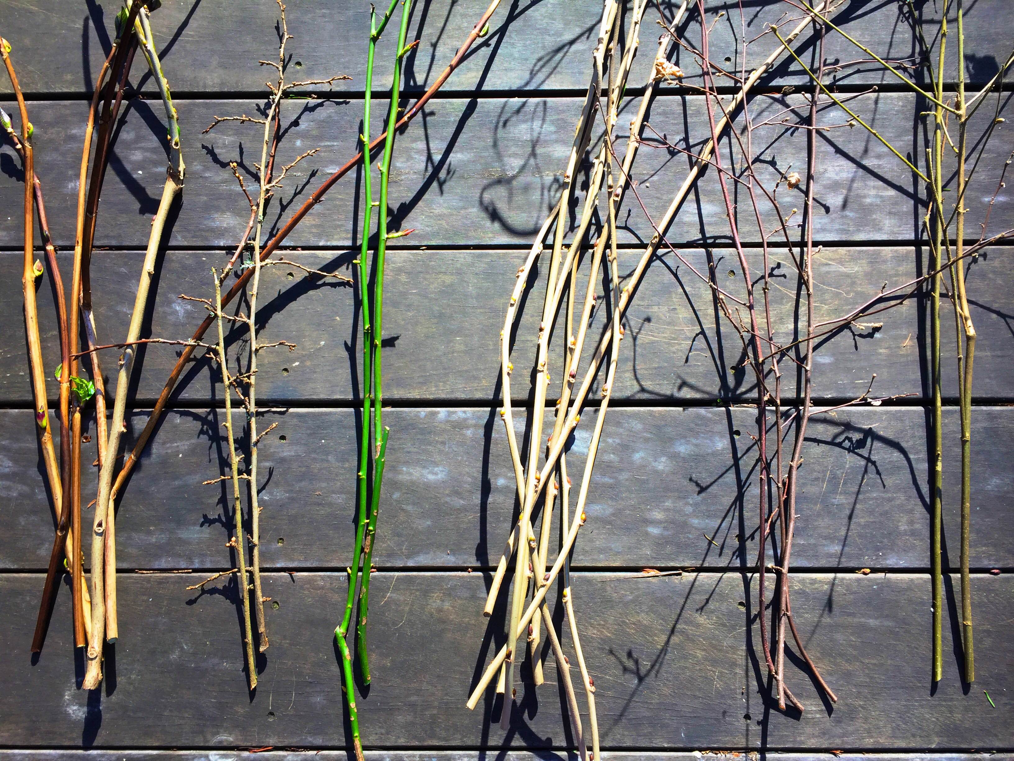 Force Winter Twigs For Indoor Spring Color | Pioneering The Simple Life