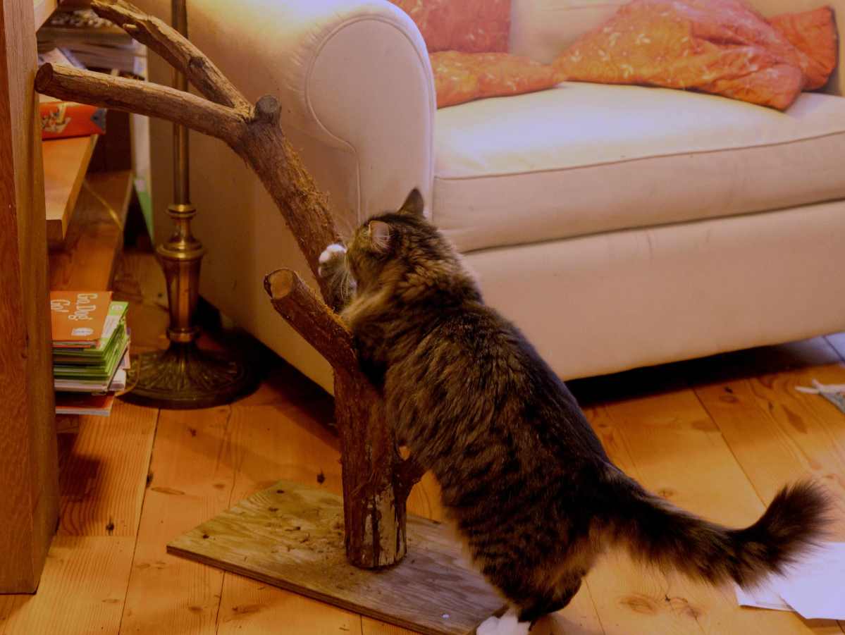 DIY Cat Scratching Post | Pioneering The Simple Life