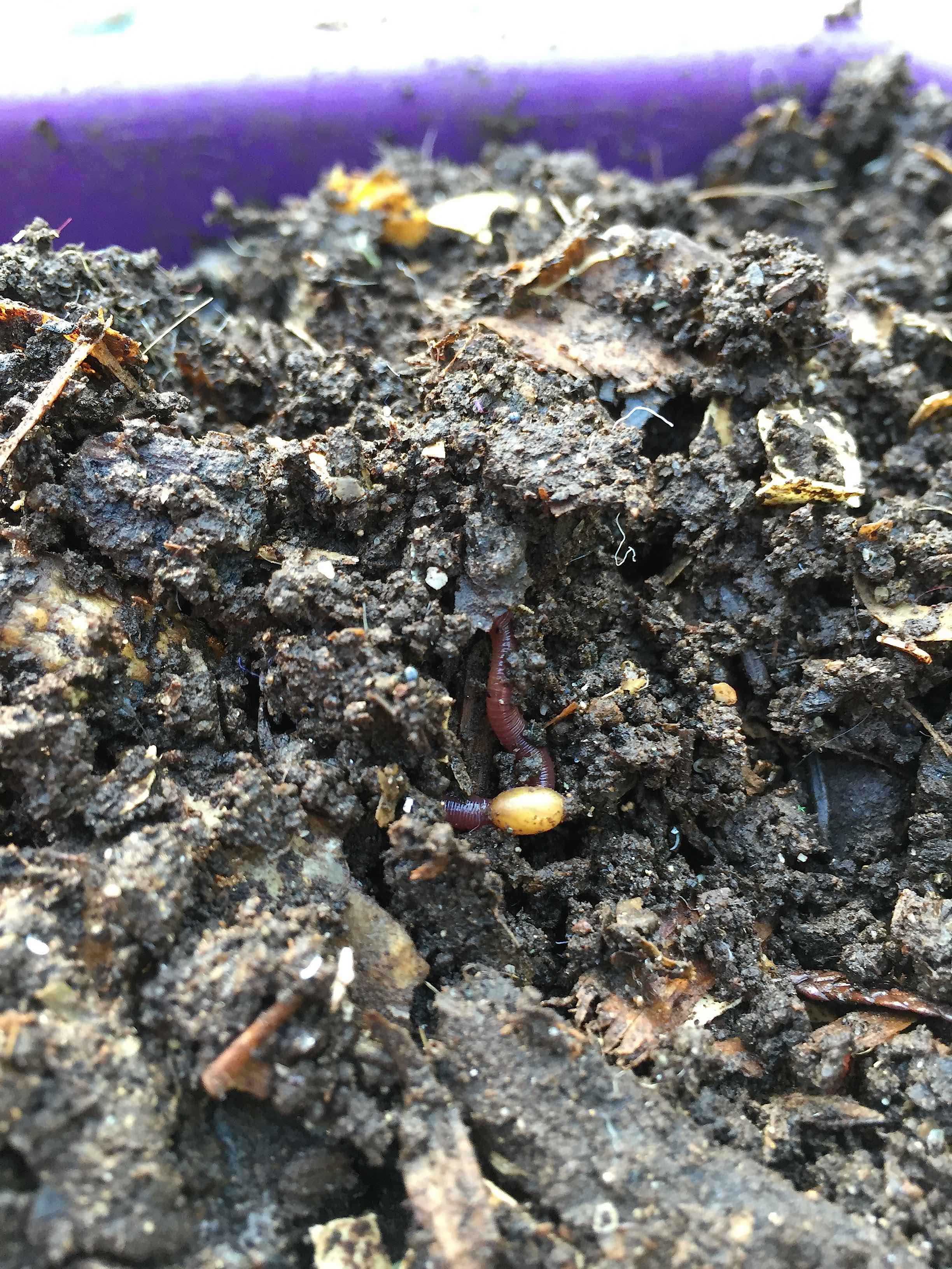 Worm Ball Composting | Pioneering The Simple Life