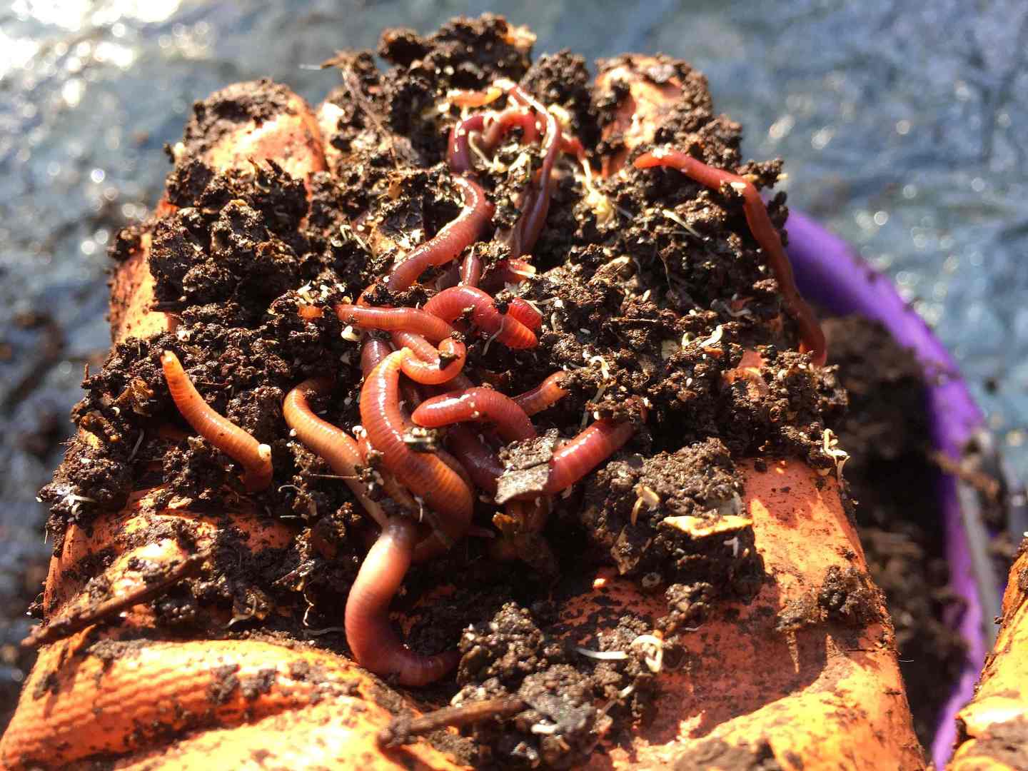 Worm Ball Composting | Pioneering The Simple Life