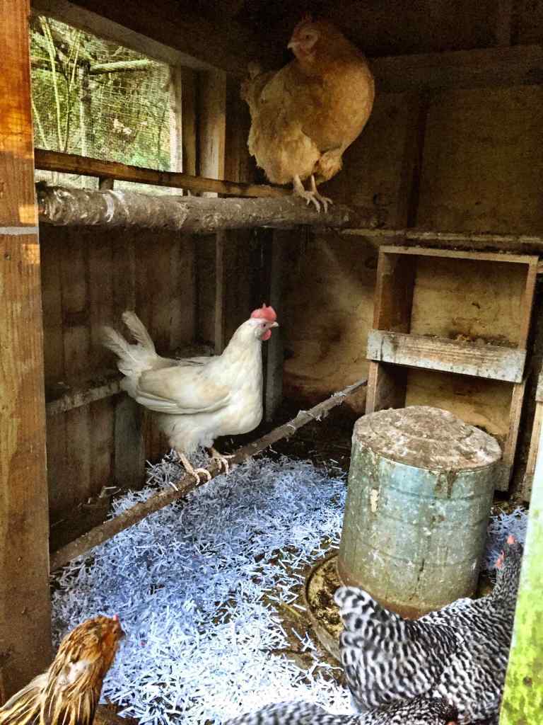 Shredded Paper Chicken Bedding | Pioneering The Simple Life