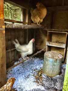 Shredded Paper Chicken Bedding | Pioneering The Simple Life