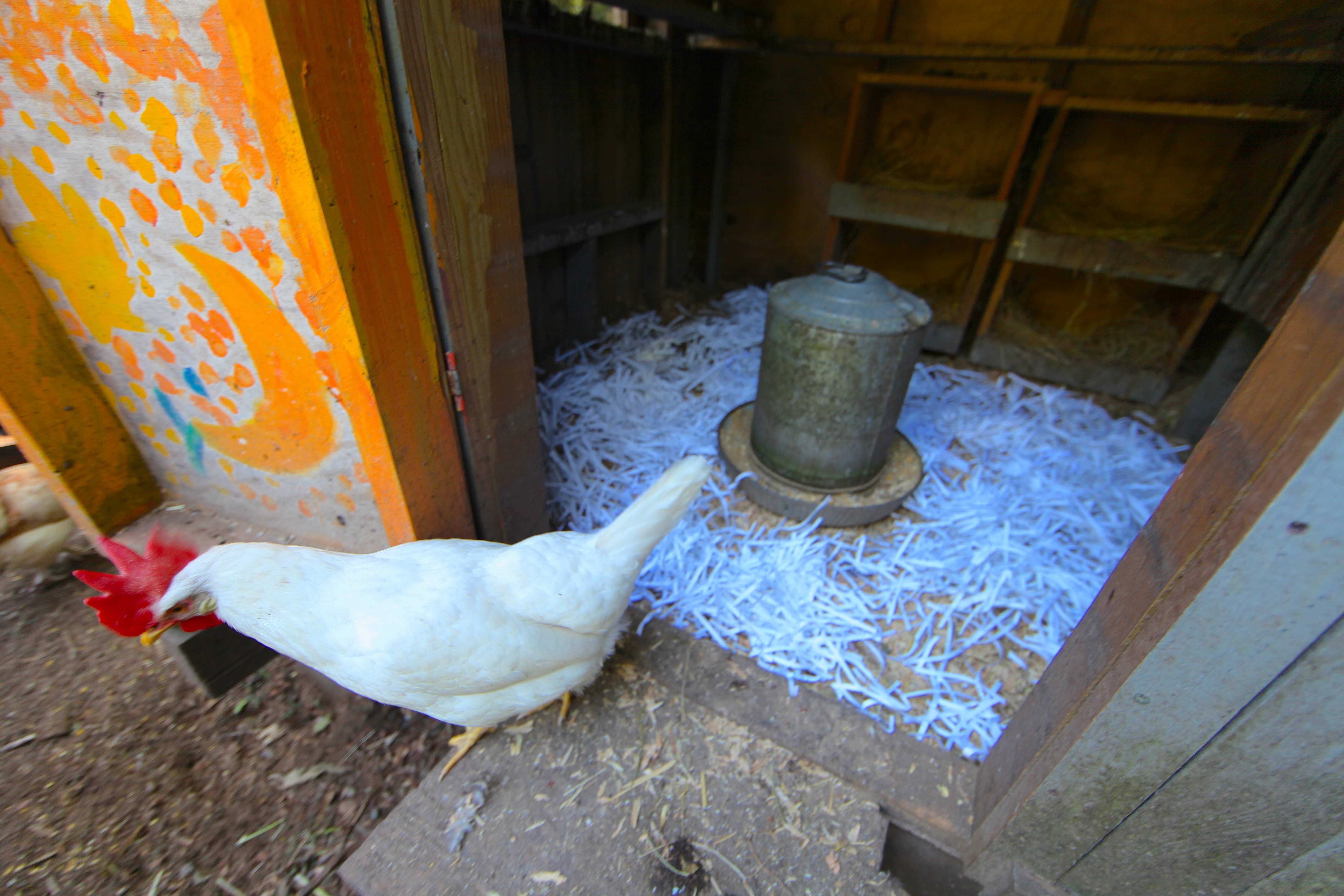 Shredded Paper Chicken Bedding | Pioneering The Simple Life