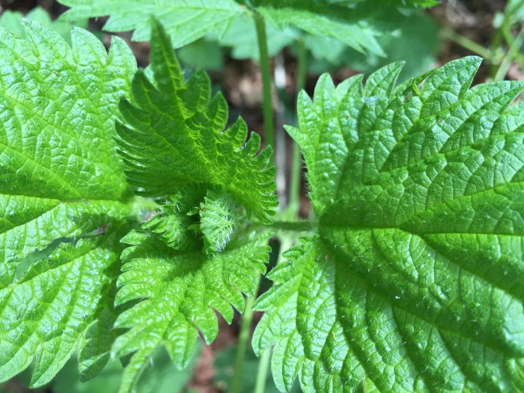 20 Nettle Uses: A Forest Superfood | Pioneering The Simple Life