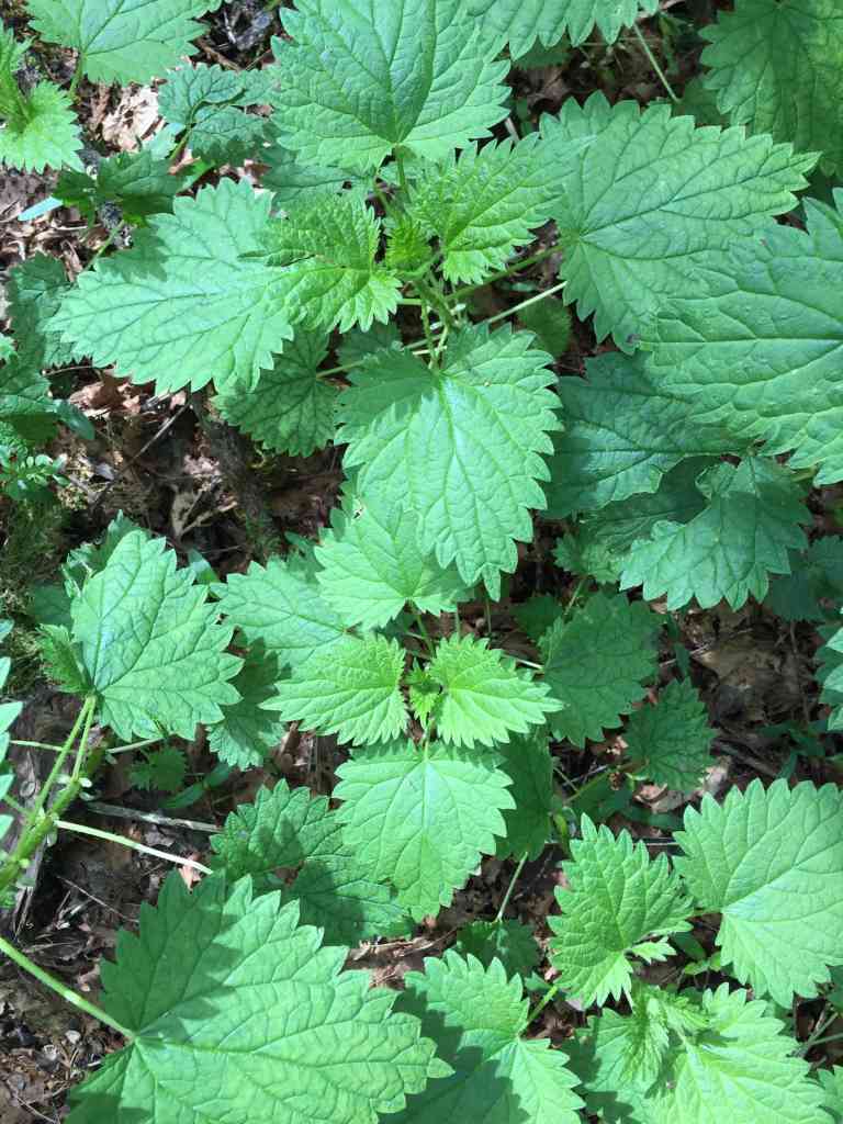 20 Nettle Uses: A Forest Superfood | Pioneering The Simple Life