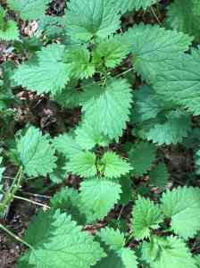 20 Nettle Uses: A Forest Superfood | Pioneering The Simple Life