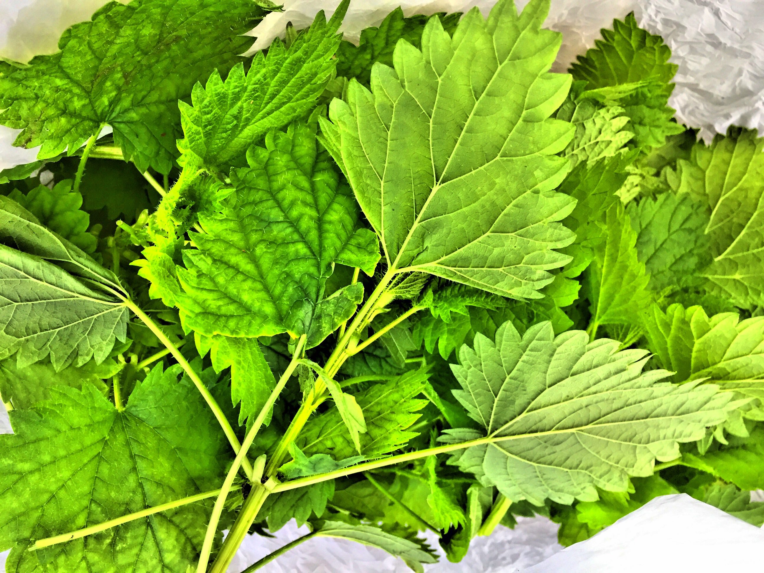 20 Nettle Uses: A Forest Superfood | Pioneering The Simple Life