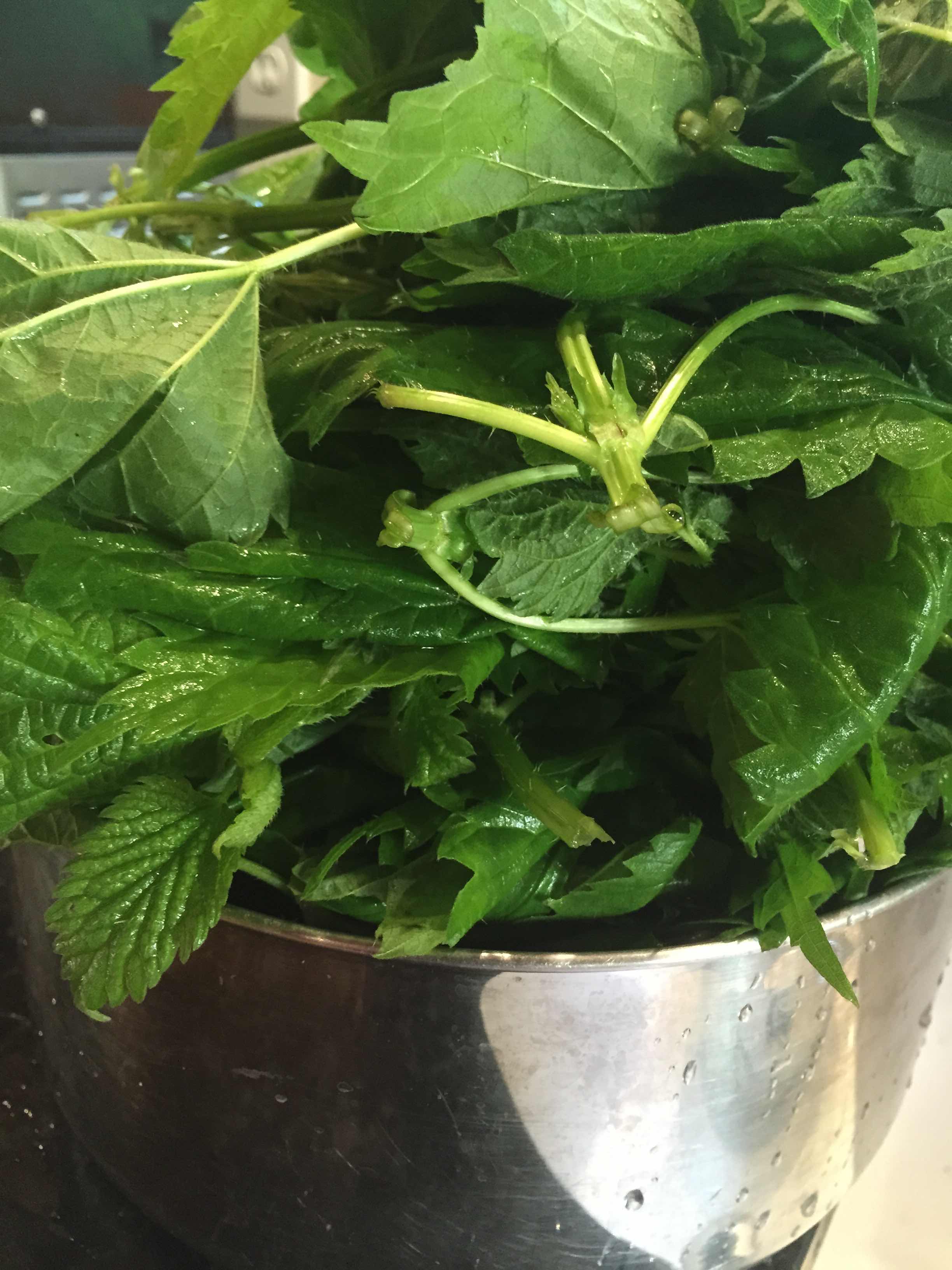 20 Nettle Uses: A Forest Superfood | Pioneering The Simple Life