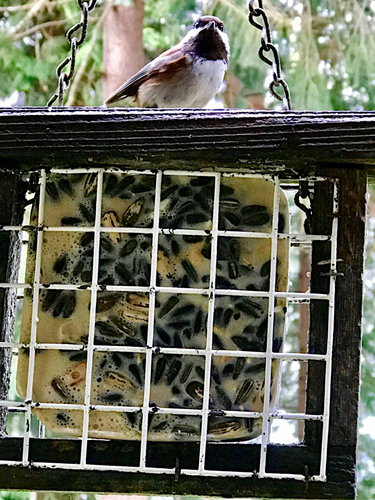 DIY Suet | Pioneering The Simple Life