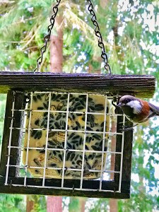 DIY Suet | Pioneering The Simple Life