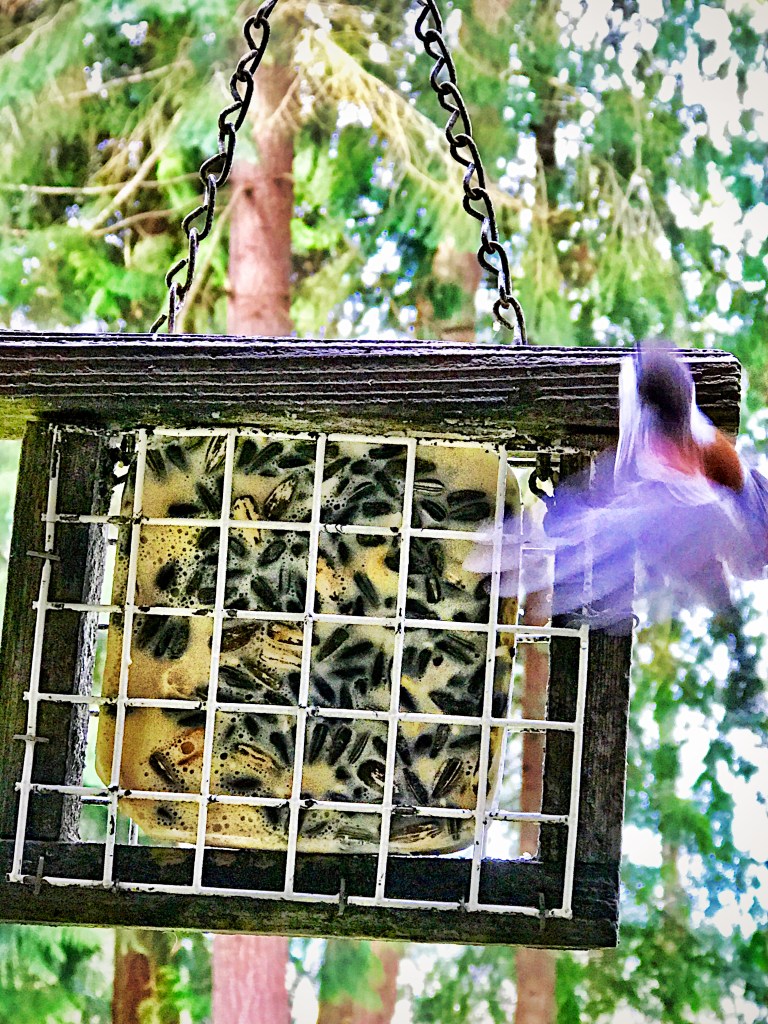 DIY Suet | Pioneering The Simple Life