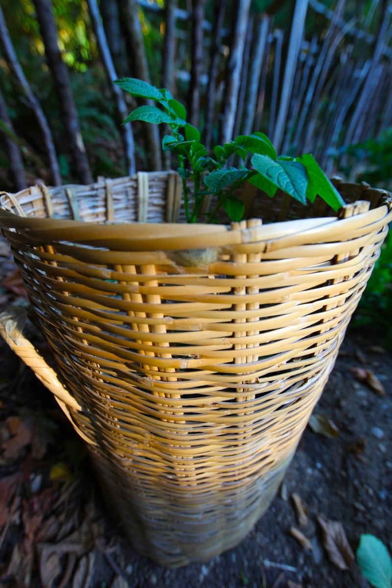 Potato Tower in a Hamper | Pioneering The Simple Life
