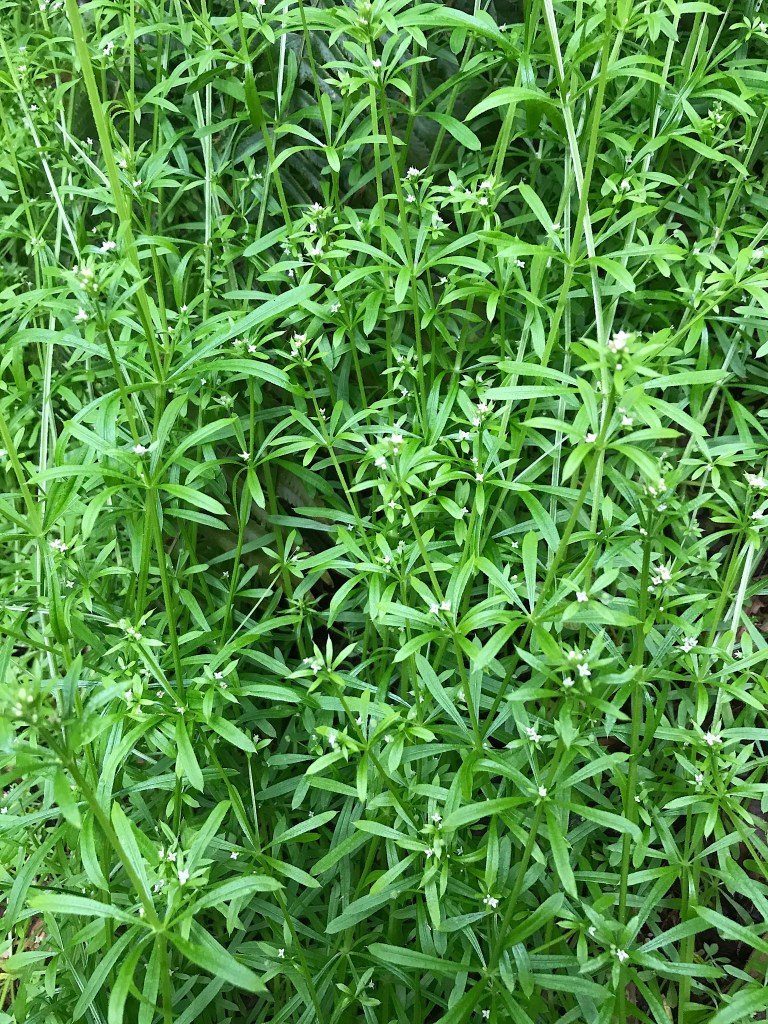 Sticky Weed Cleansing Drink | Pioneering The Simple Life