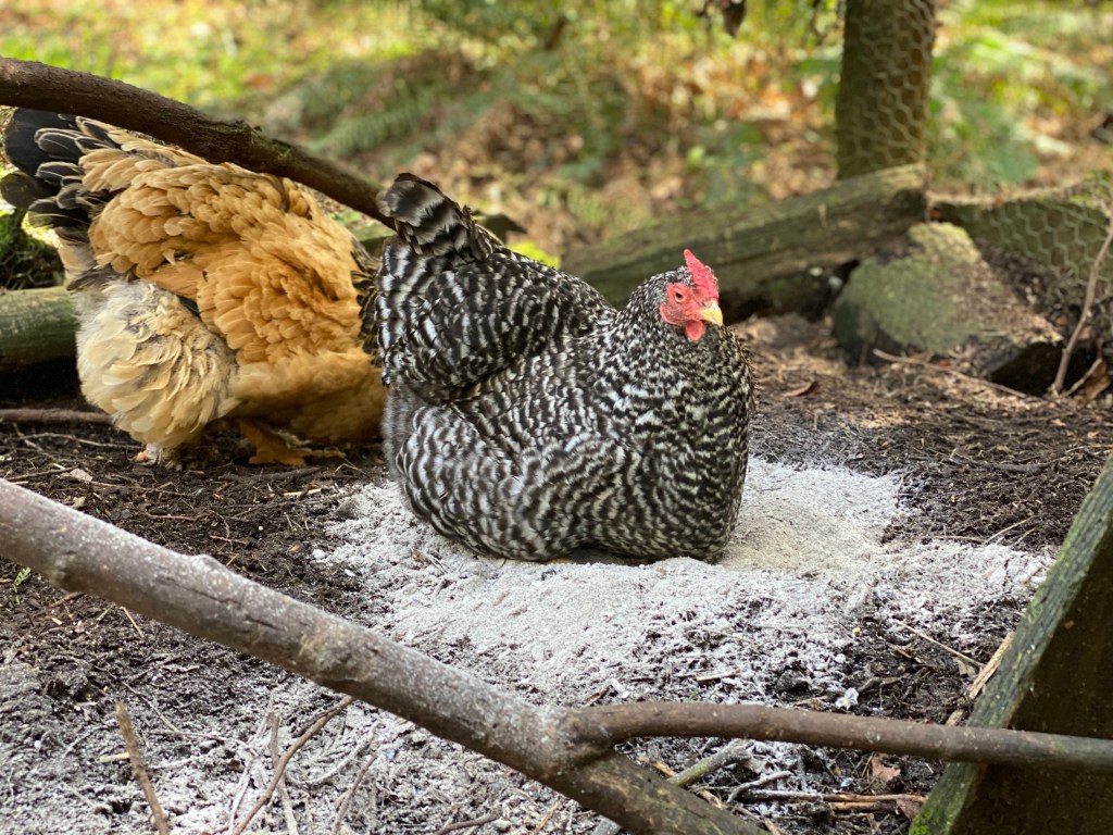 Chickens Love A Wood Ash Dust Bath | Pioneering The Simple Life