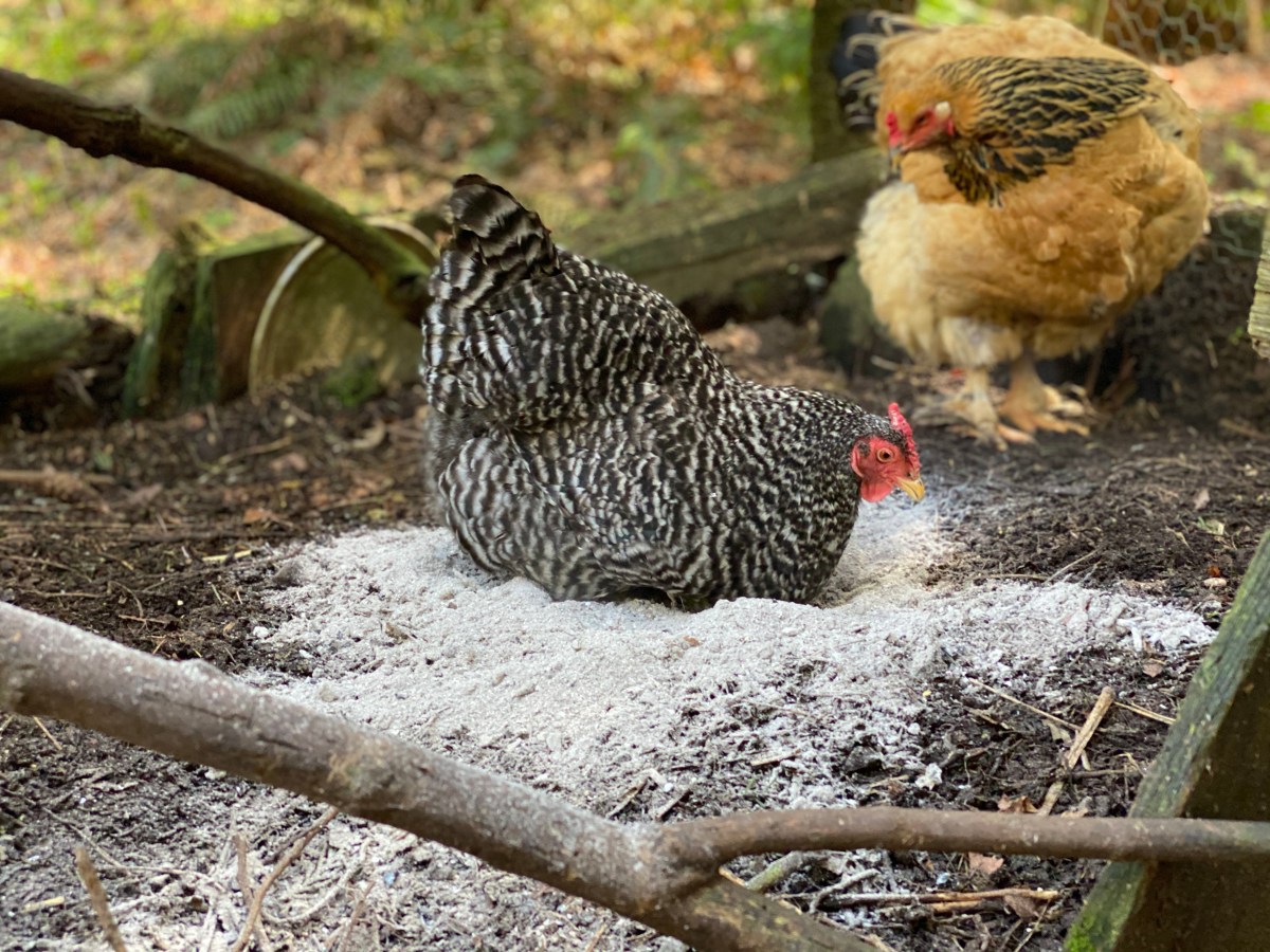 Chickens Love A Wood Ash Dust Bath | Pioneering The Simple Life